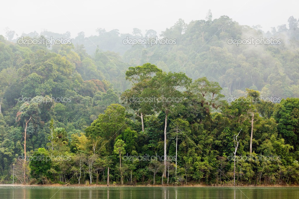 Which Country Has Dense Forests at Kate Mackinlay blog