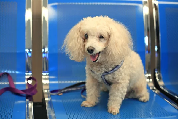 Apricot puddle Stock Photos, Royalty Free Apricot puddle Images ...
