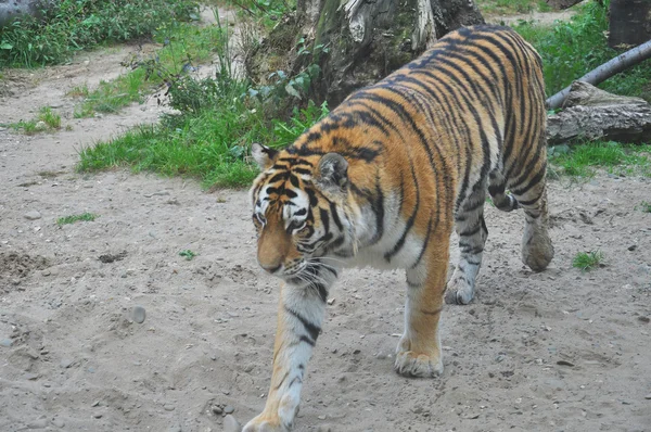 Tiger feces Stock Photos, Royalty Free Tiger feces Images | Depositphotos