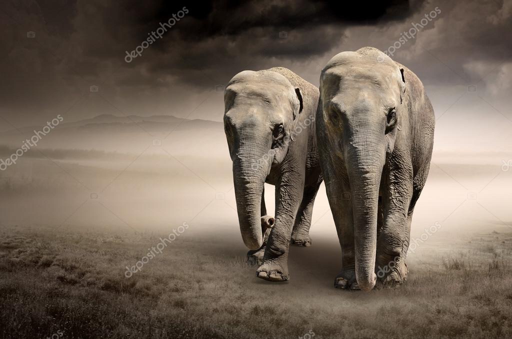 Pair of elephants in motion — Stock Photo © Variant #12865252