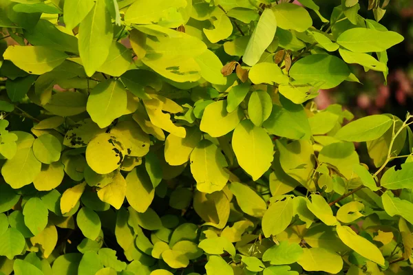 Moringa leave Stock Photos, Royalty Free Moringa leave Images ...