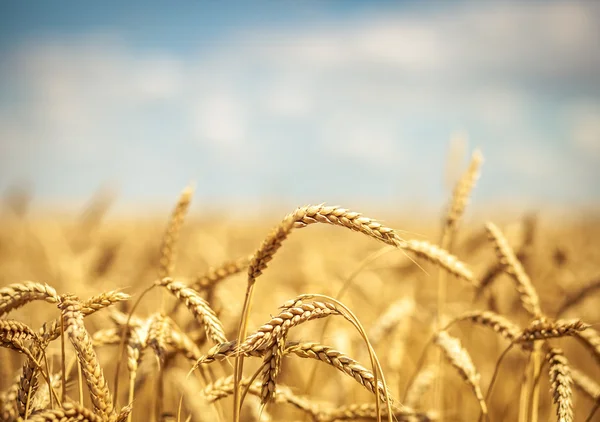 Golden wheat field with blue sky in background - Stock Image - Everypixel