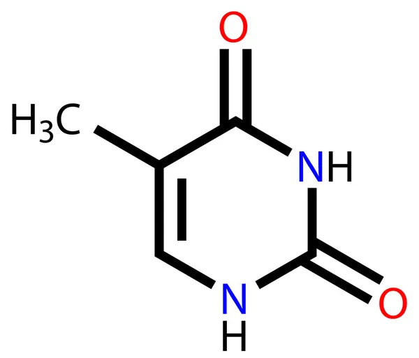 Thymine Molecule