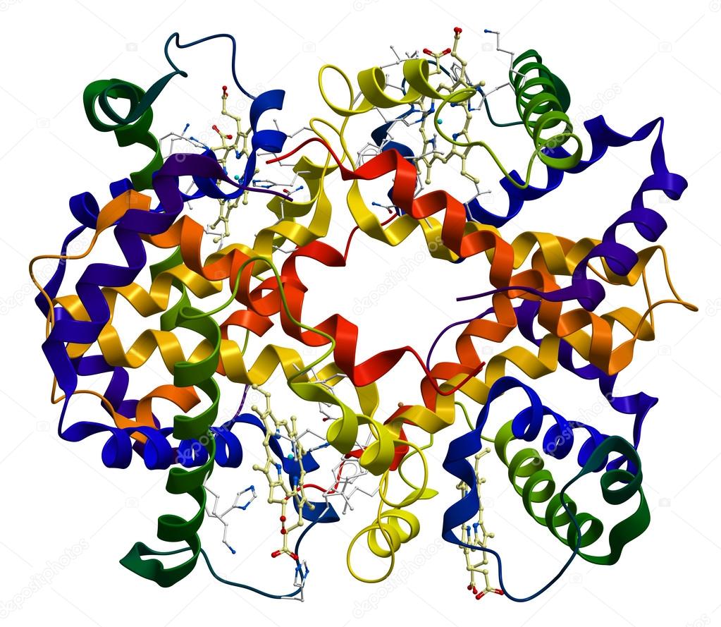 Structure Of Hemoglobin