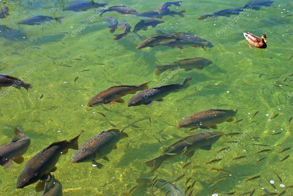 Rico en lagos de peces Carintia, austria — Foto de stock © eurotravel ...