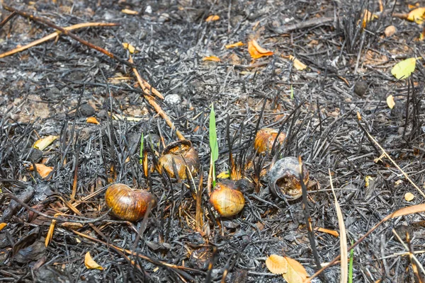 Young plant growe from ash after fire — Stock Photo © roman023 #12042788
