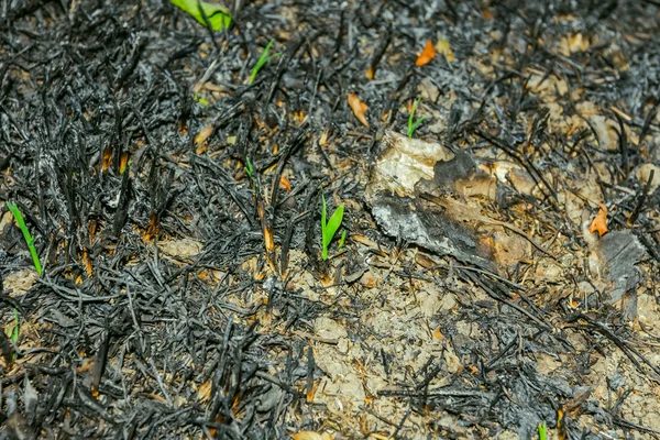 Young plant growe from ash after fire — Stock Photo © roman023 #12042788
