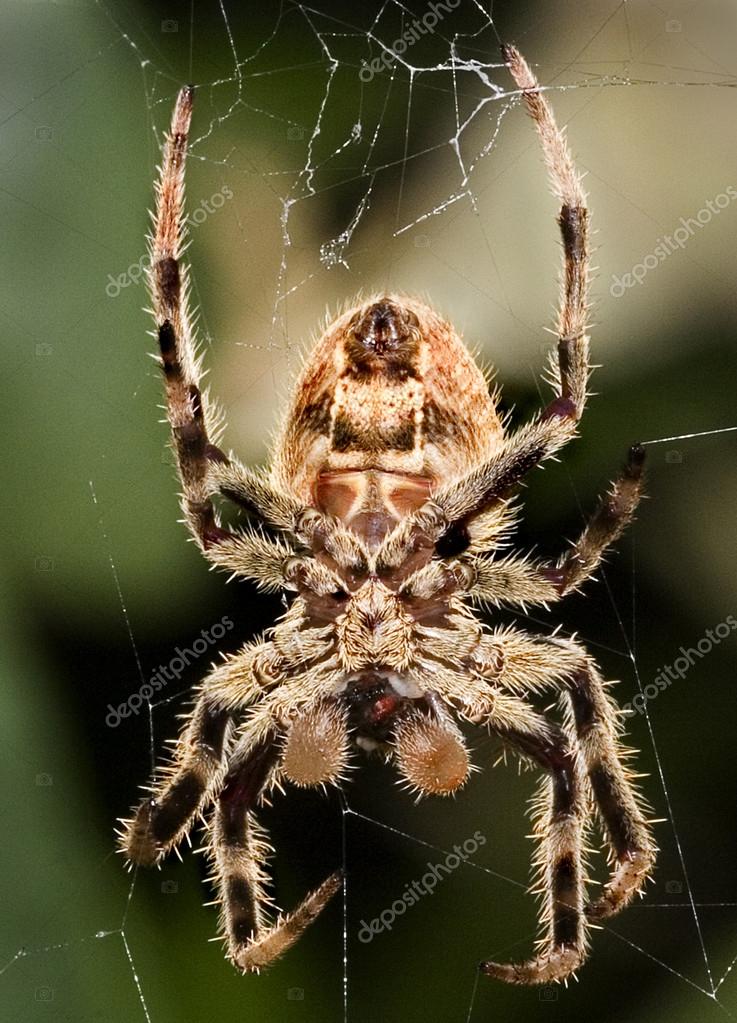 Spider bottom view Stock Photo by ©markrhiggins 15707849