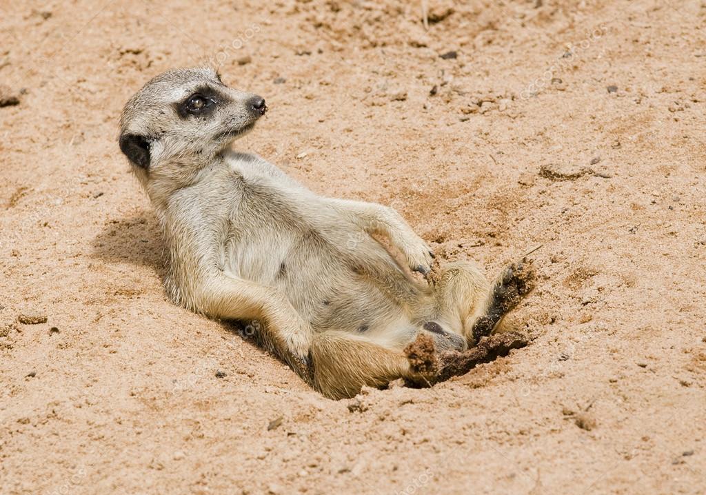 Meerkat Stock Photo by ©markrhiggins 16325281 Meerkat Stock Photo by ©markrhiggins 16325281