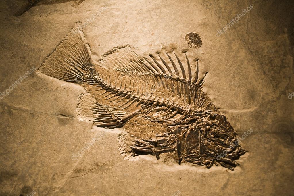 Fossil Fish Wallpaper