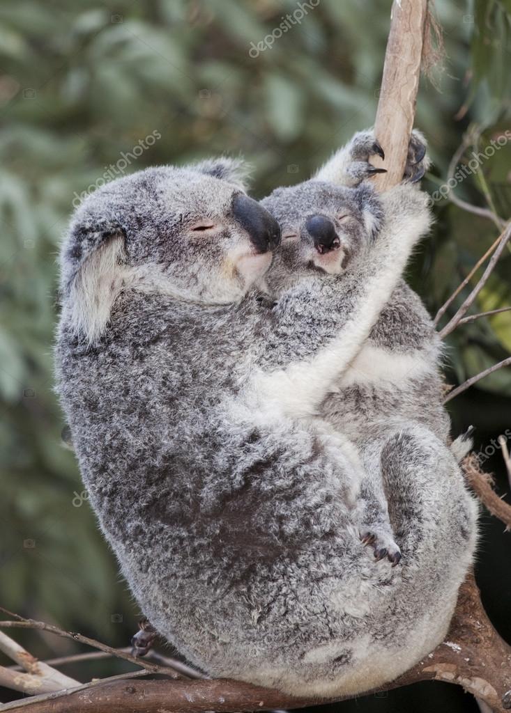 Koala australian and baby — Stock Photo © markrhiggins #17324307