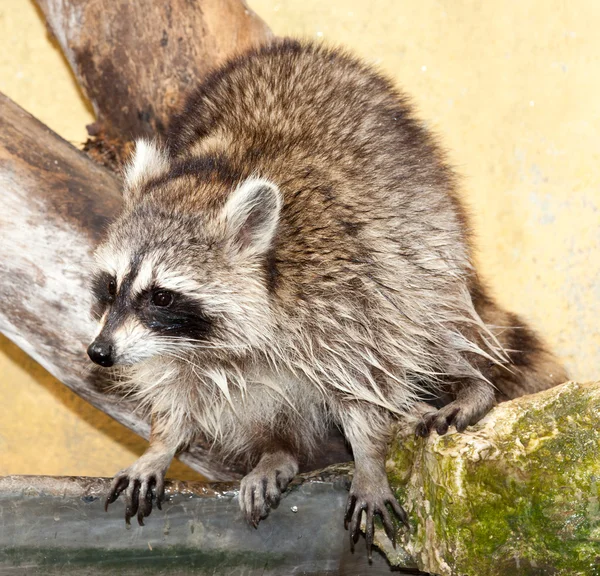 Raccoon Stock Photo by ©lifeonwhite 10865850