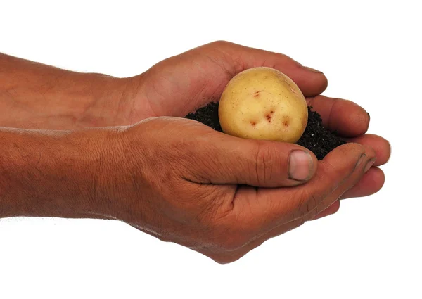 Hands potato Stock Photos, Royalty Free Hands potato Images | Depositphotos