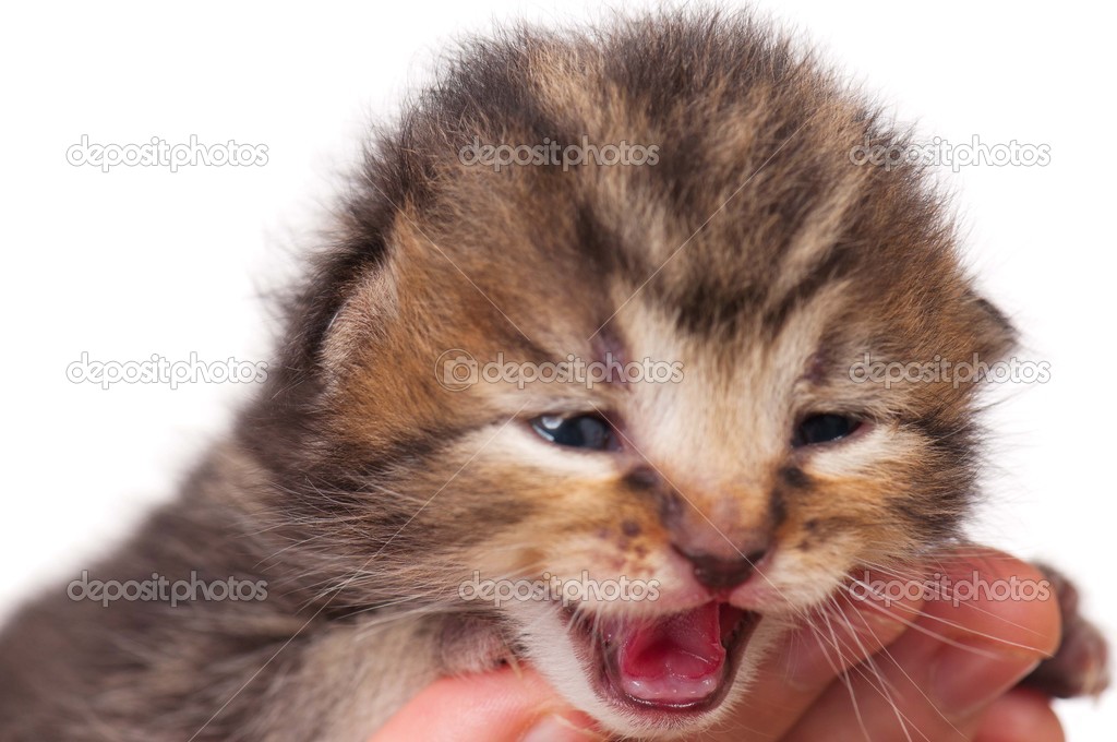 Gatito llorando — Foto de Stock #29280483