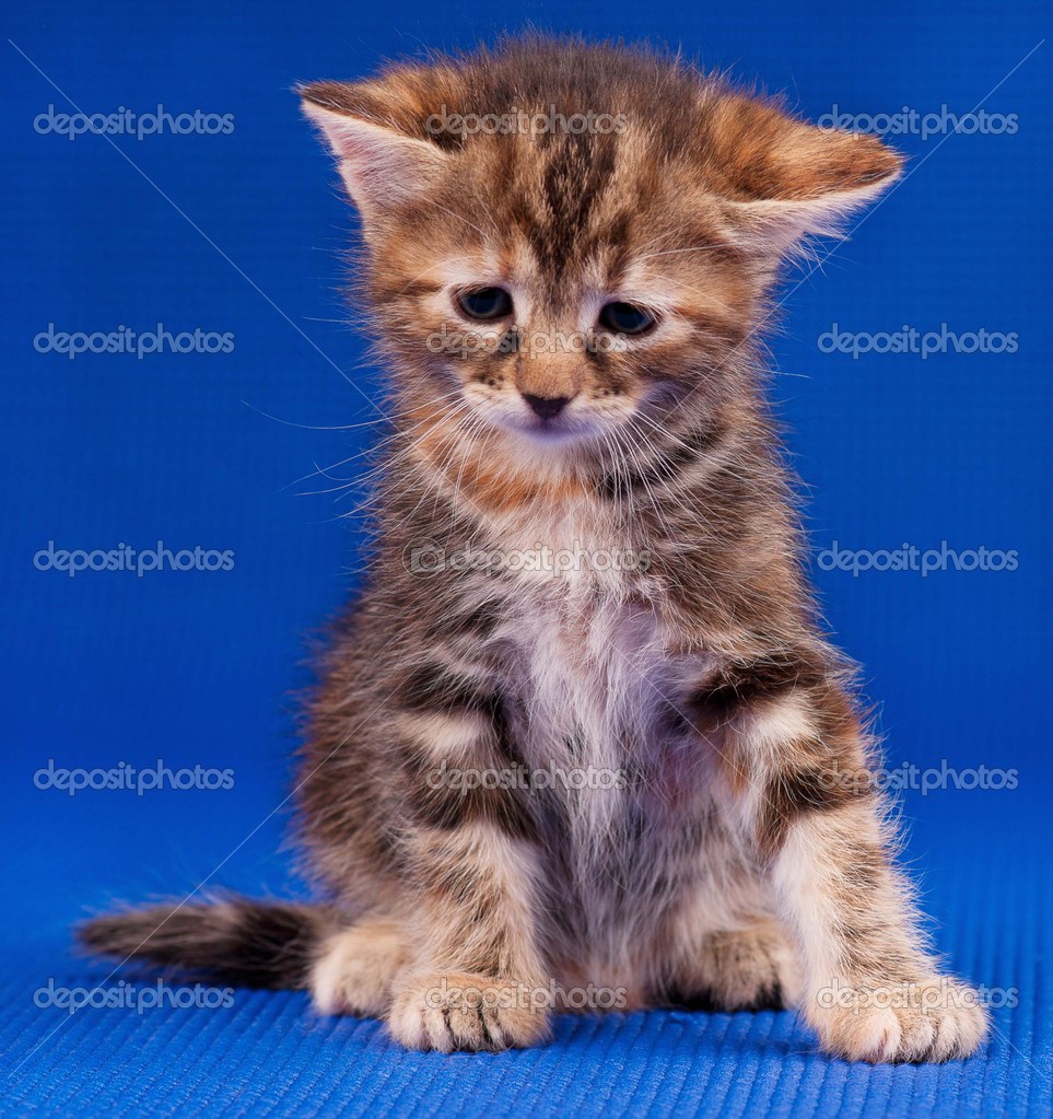 Sad kitten — Stock Photo © 2002Lubava1981 #45769409