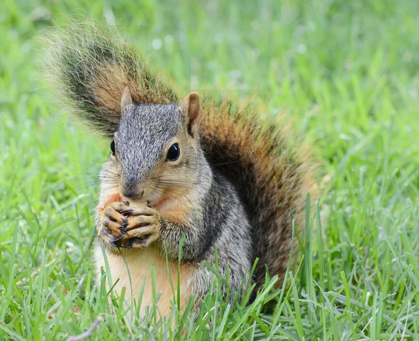 Squirrel eating peanut - Stock Image - Everypixel