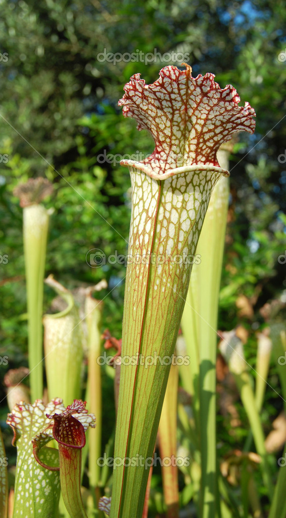 Planta lanzadora de copa blanca Sarracenia Leucophylla 2024