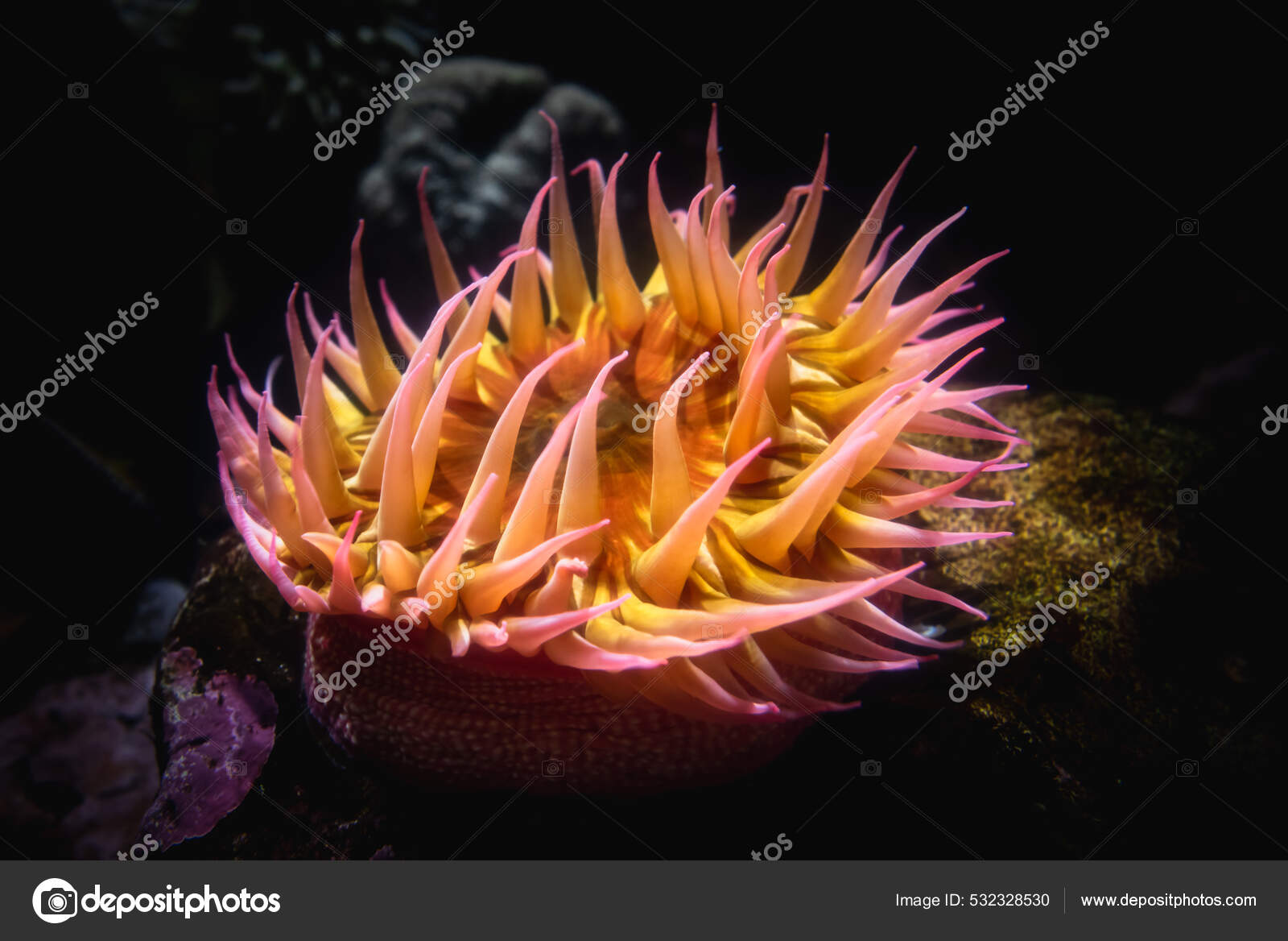 Green Sea Anemone Side View