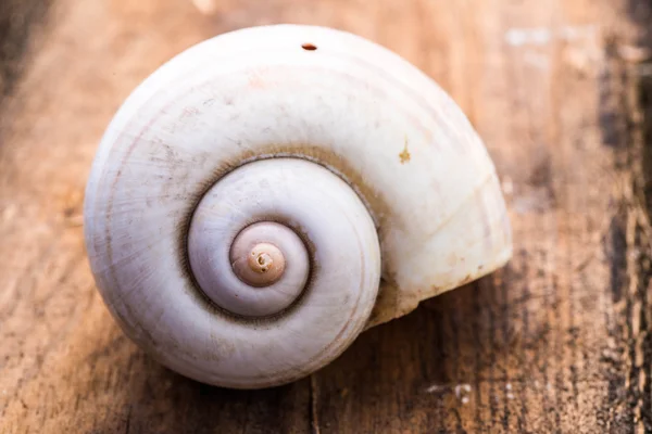 Brown sea snail shell — Stock Photo © Zerbor #19515587