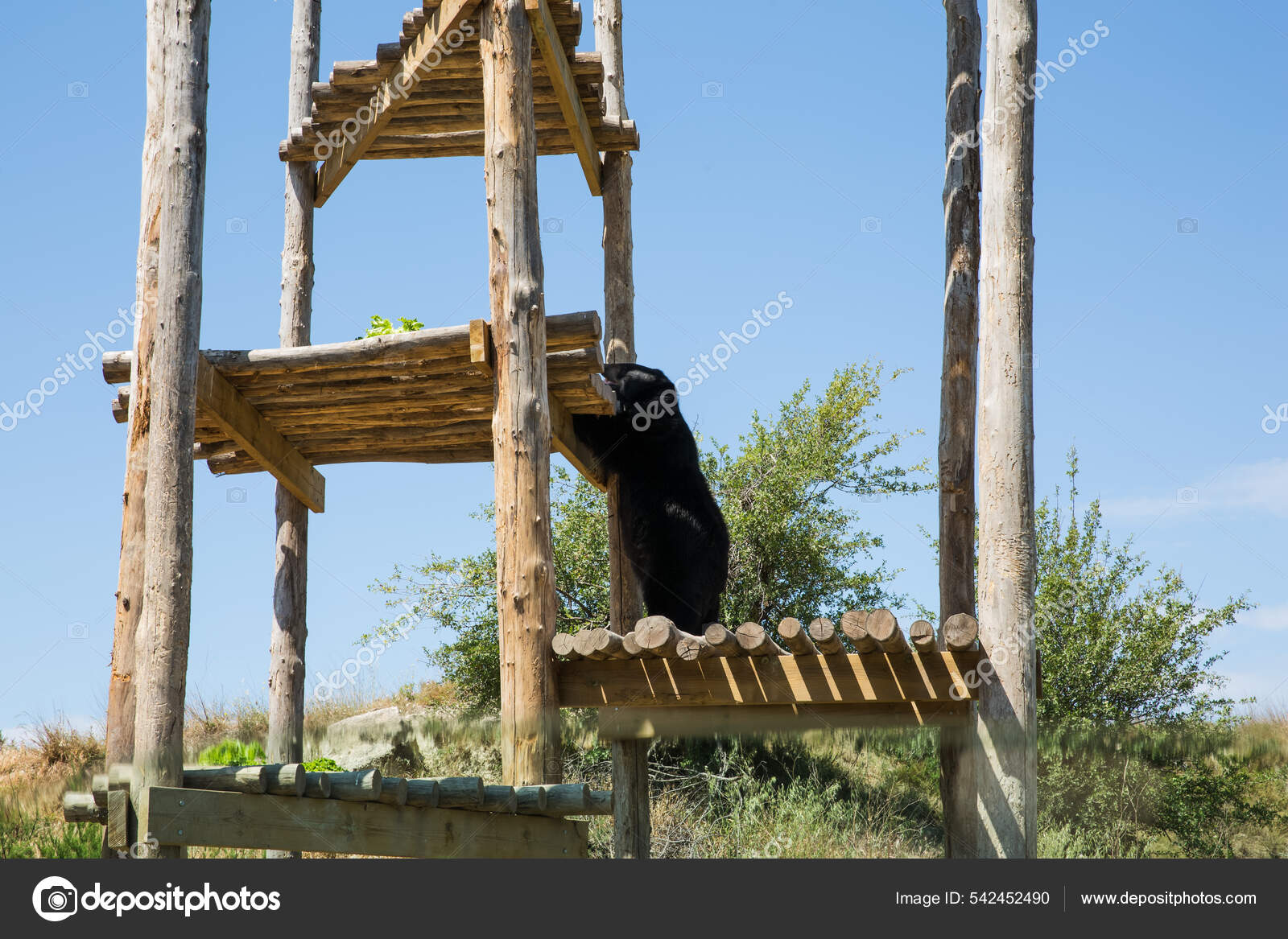 Black Bear Standiing Two Feet Sigean Wildlife Safari Park Sunny Stock ...