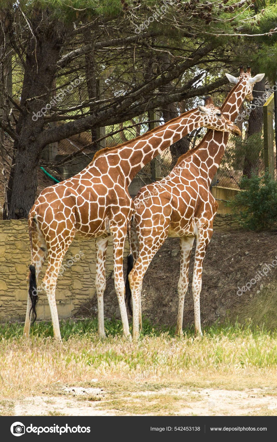 Reticulated Somali Giraffes Cuddling Resting Shade Sigean Wildlife Safari Park Stock Photo by ...