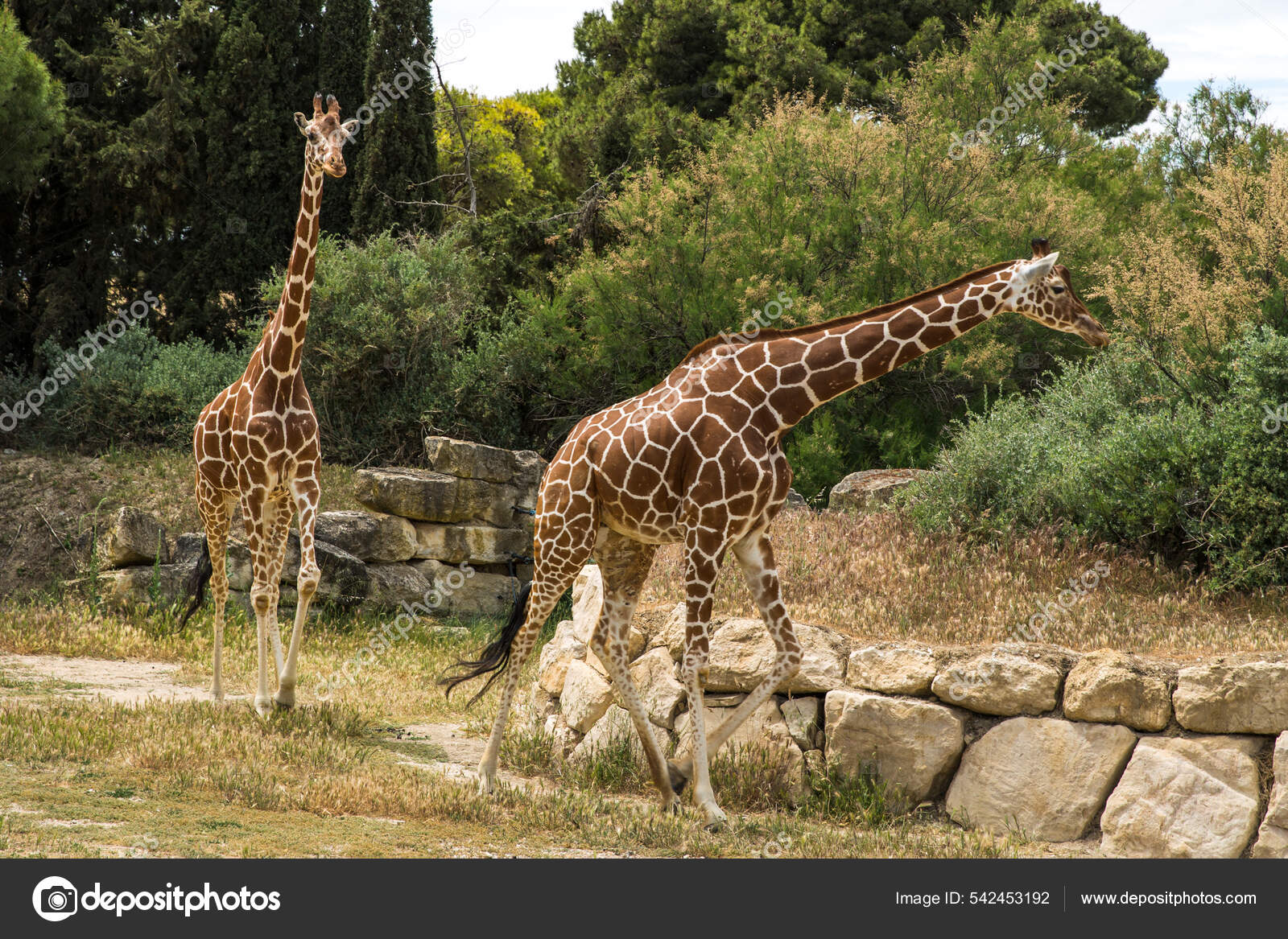 Reticulated Somali Giraffes Walking Sigean Wildlife Safari Park Sunny Spring Stock Photo by ...