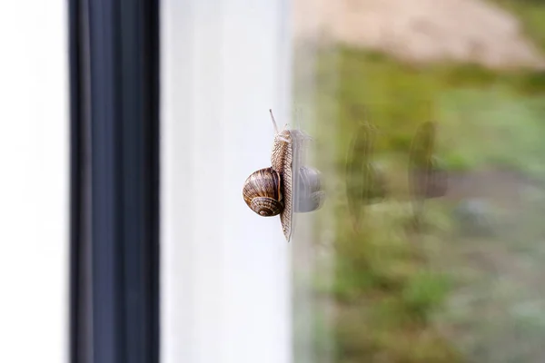 Snail in the window Stock Photos, Royalty Free Snail in the window ...