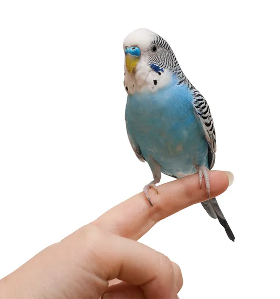 Parrot hand Stock Photos, Royalty Free Parrot hand Images | Depositphotos®