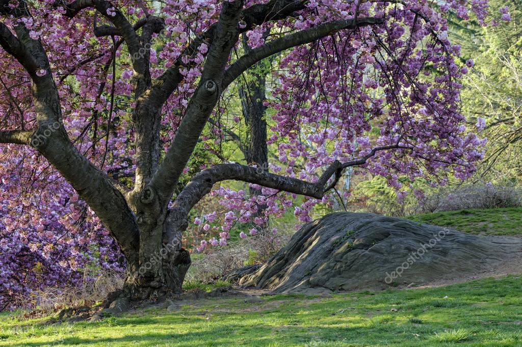 Japanese Cherry Tree Stock Photo by ©johnanderson 25150401