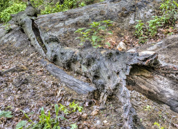 Rotting log Stock Photos, Royalty Free Rotting log Images | Depositphotos