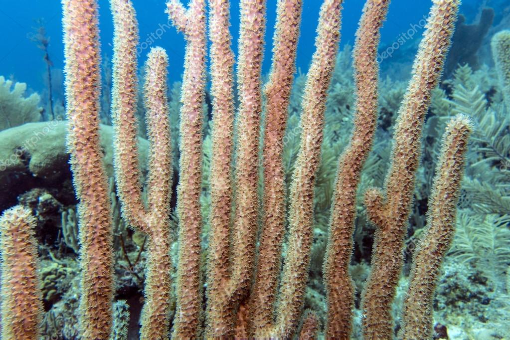 Orange spiny sea rod — Stock Photo © johnanderson #51243889