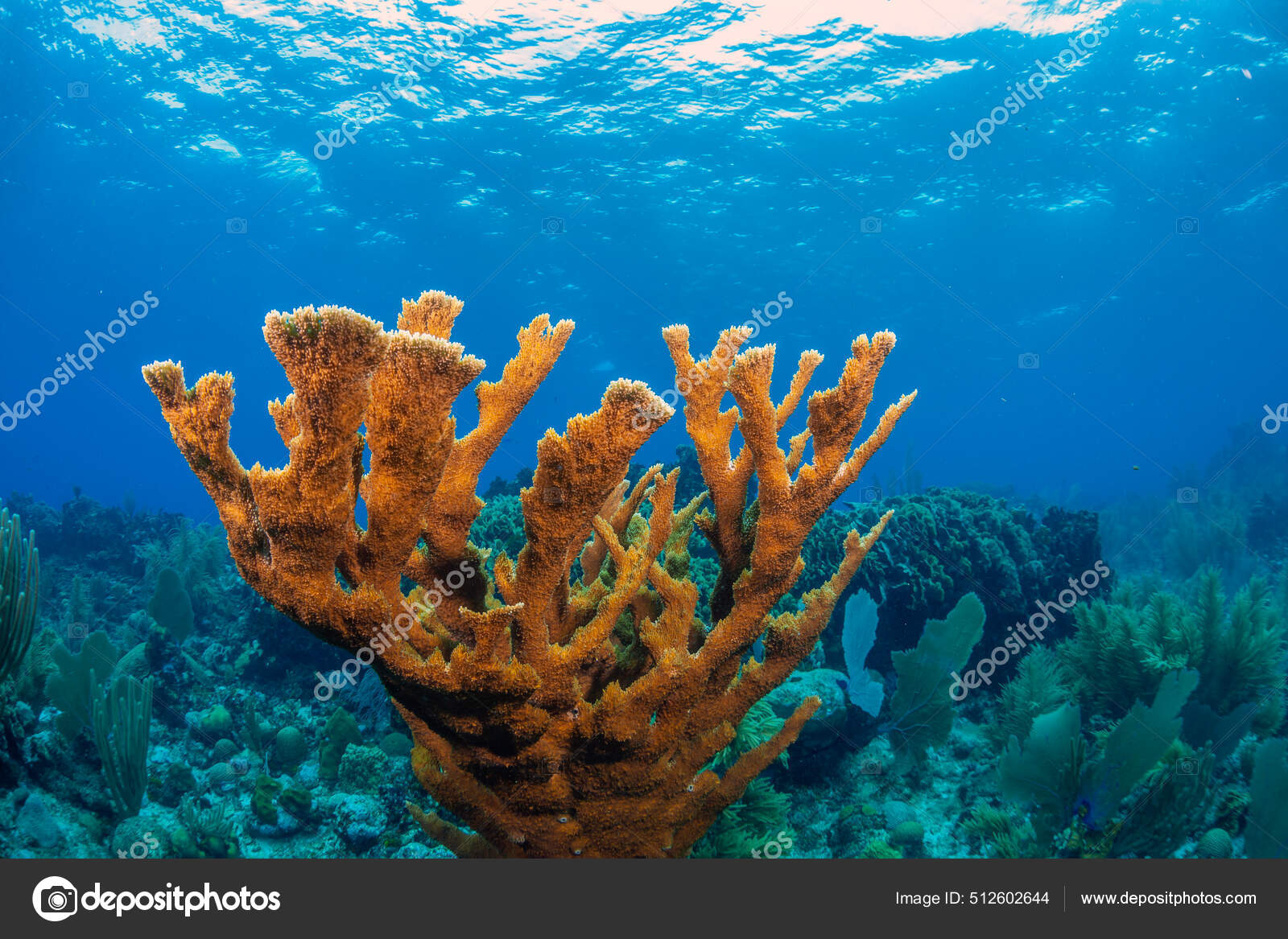 Arrecife Coral Caribeño Frente Costa Isla Roatán Honduras: fotografía ...