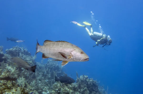Pargo de perro, Lutjanus jocu — Foto de stock © johnanderson #51647079