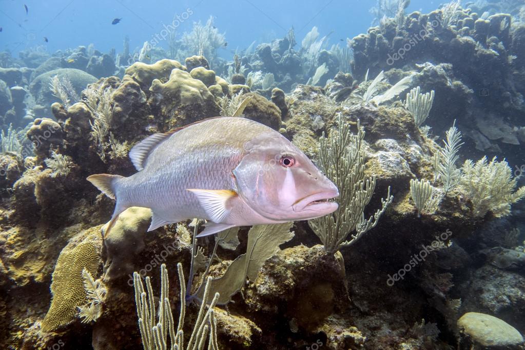 Pargo de perro, Lutjanus jocu — Foto de stock © johnanderson #51647079