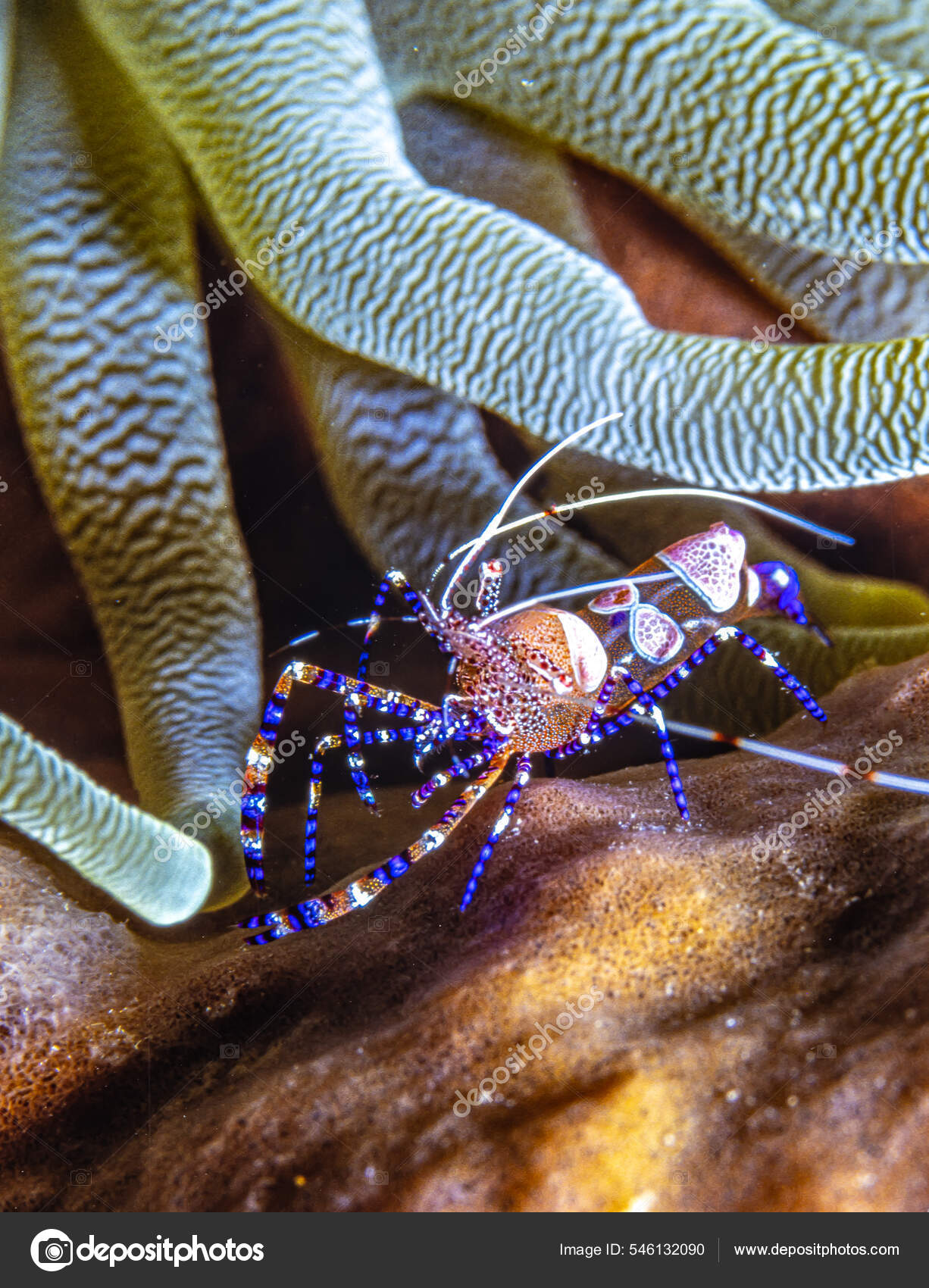 Pacific Cleaner Shrimp Drawing