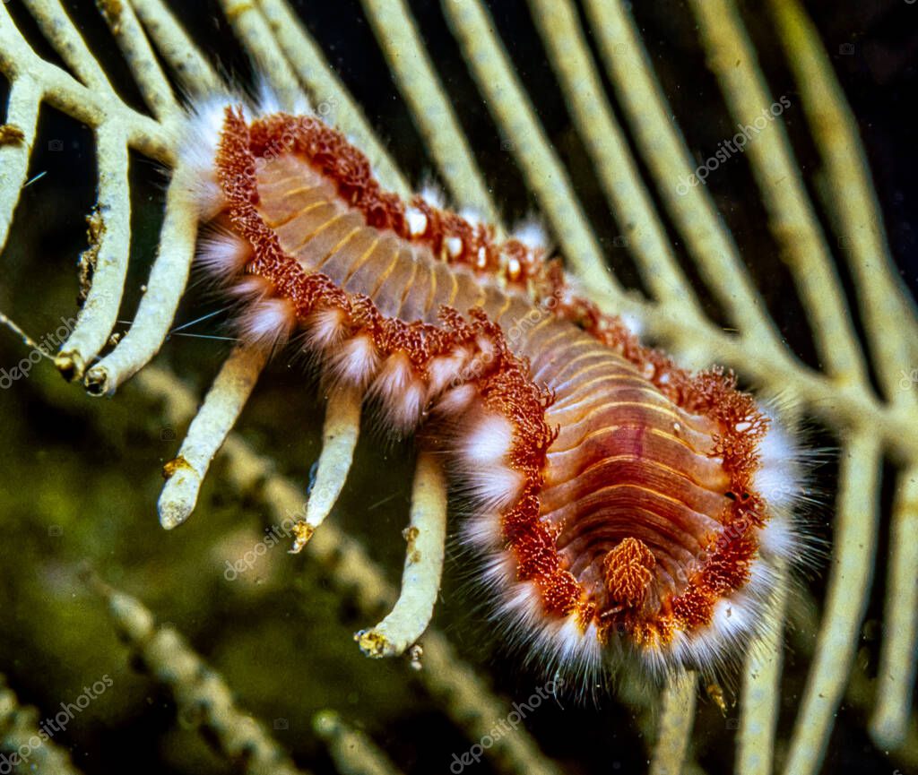Hermodice carunculata, el gusano de fuego barbudo, es un tipo de gusano ...