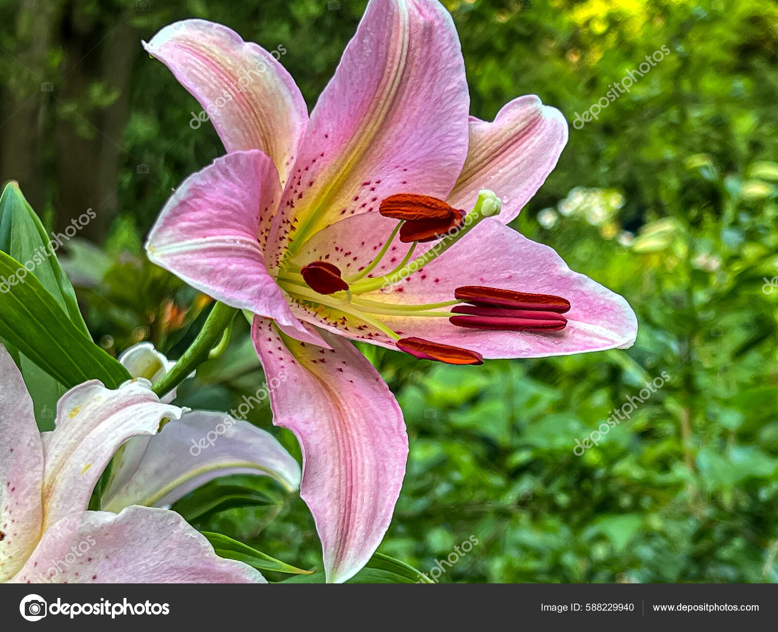 Green Stargazer Lily