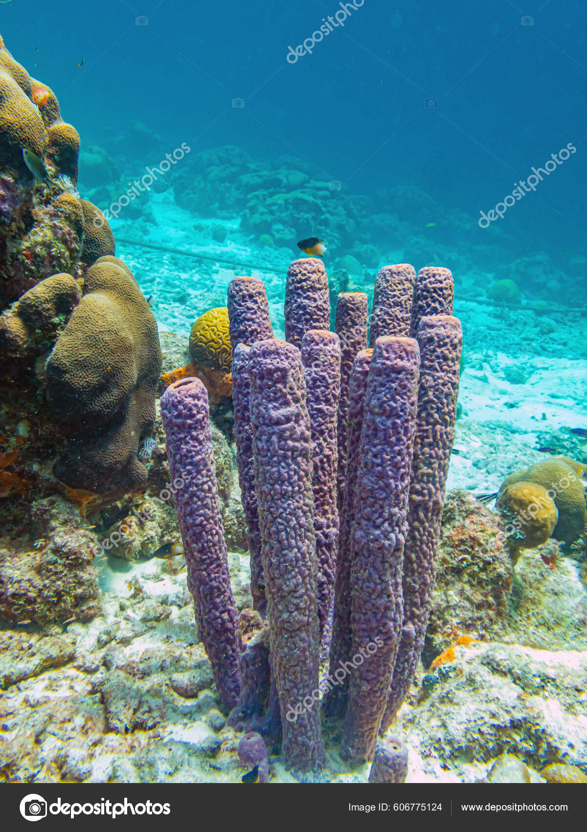 Branching Vase Sponge