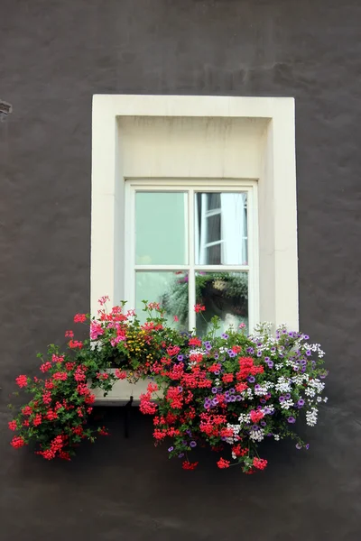Windows with flowers — Stock Photo © Pixelery.com #12412705
