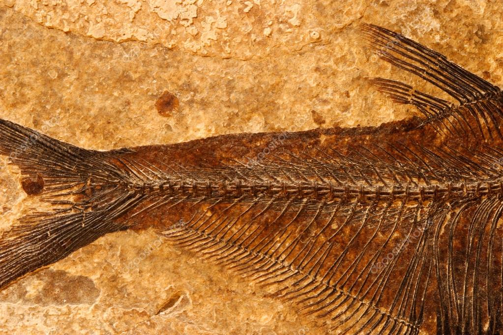 Fossil fish detail — Stock Photo © paulmaguire #13274904