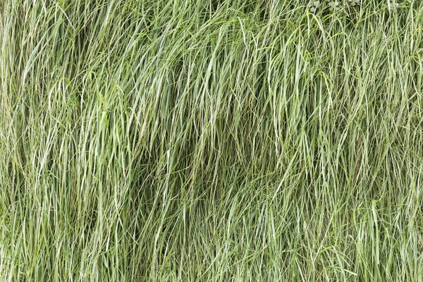 Tall Grass Seamless Texture