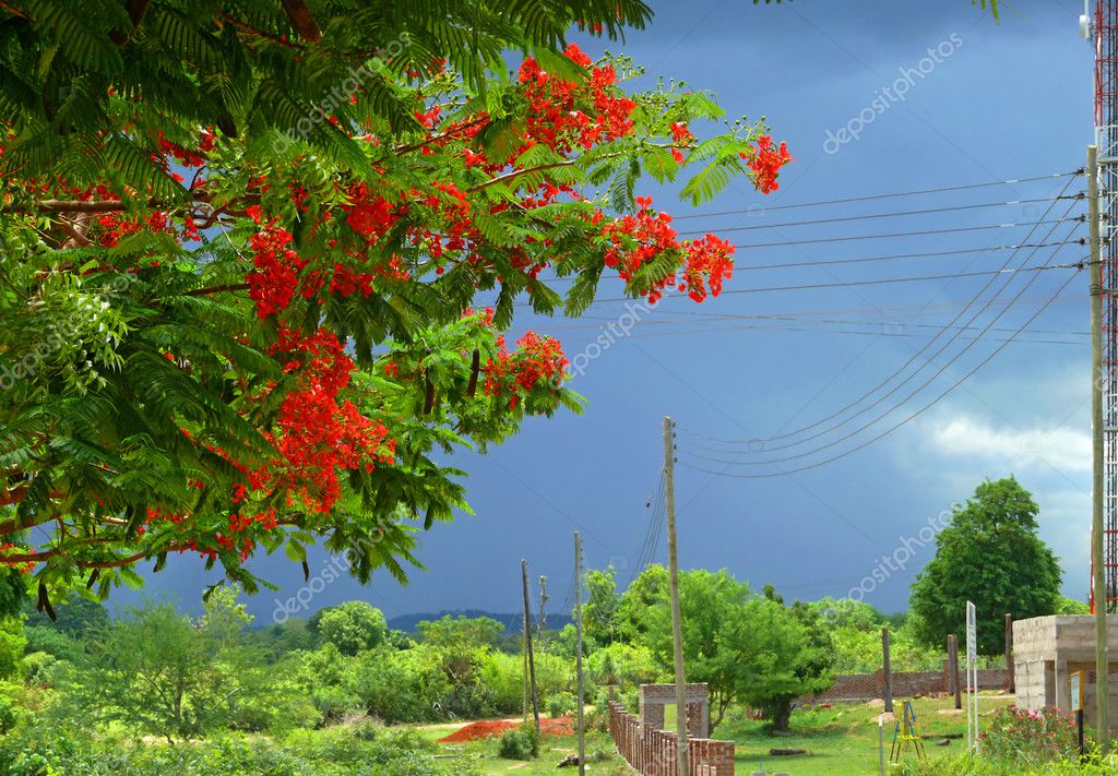 The settlement. Flowering trees with red flowers. Tanzania, Afri ...