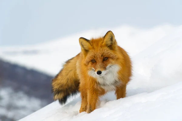 Hill of the red fox Stock Photos, Royalty Free Hill of the red fox ...