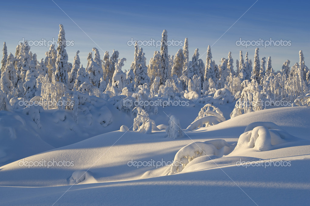 Northern Ural Mountains. Fantastic snow figures on trees. Frosty ...