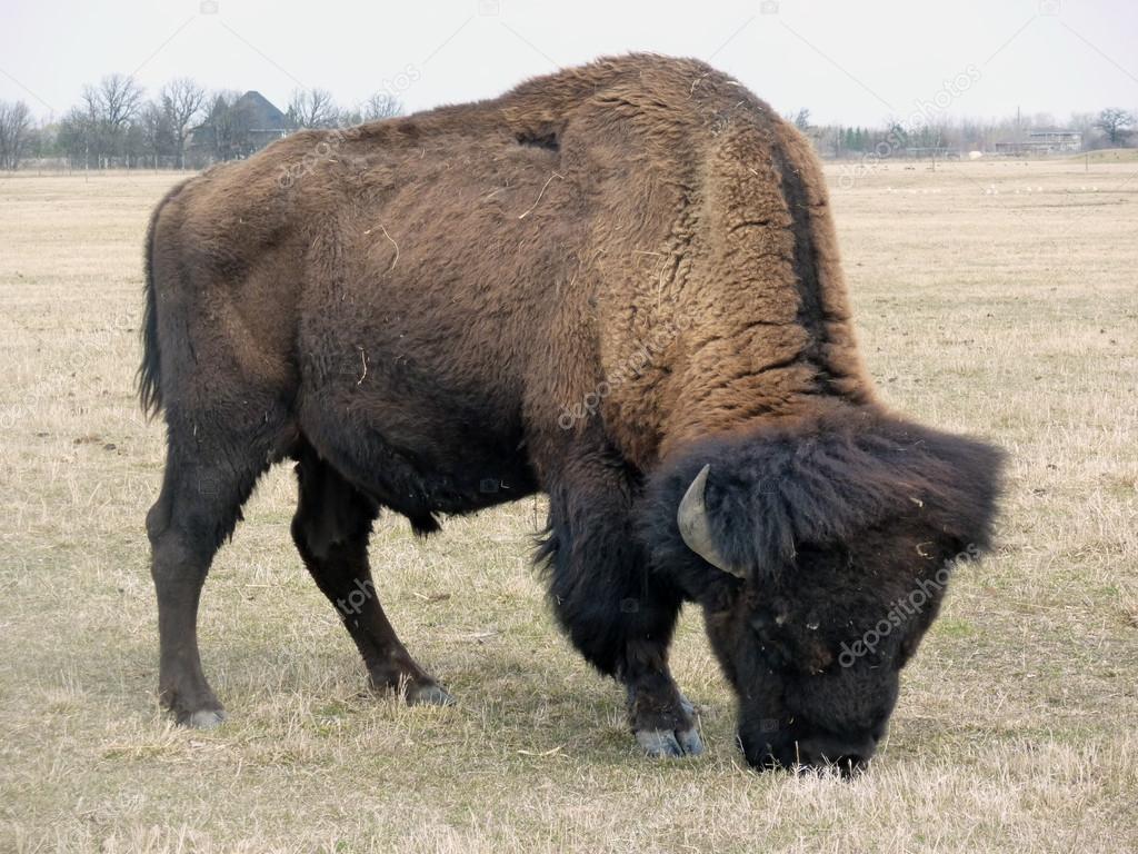 American Bison Feeding Stock Photo by ©rhamm 12776086