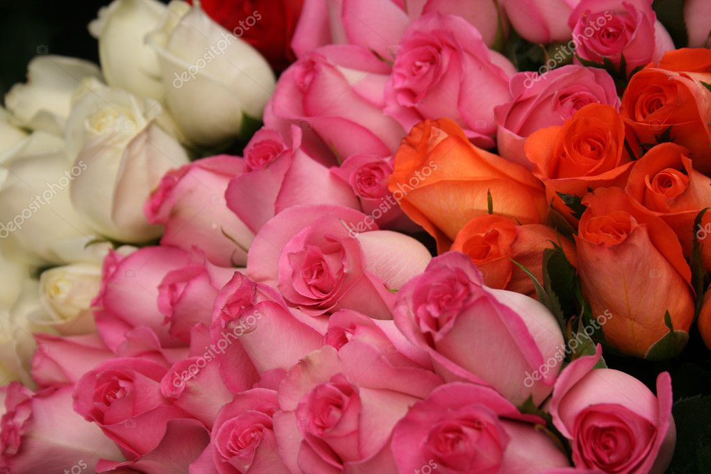 Ecuadorian Roses Stock Photo by ©rhamm 23946069