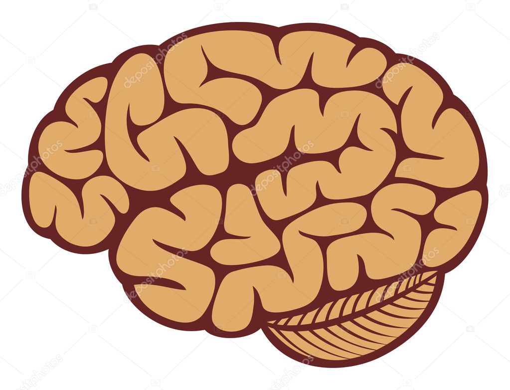 The human brain — Stock Vector © Tribaliumivanka #12800576 The human brain — Stock Vector © Tribaliumivanka #12800576