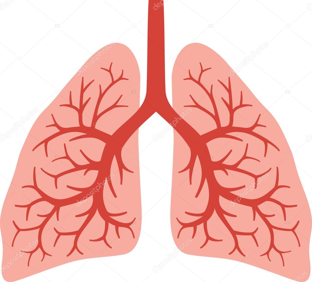 Human Lungs Stock Vector Image By ©tribaliumivanka 26762911
