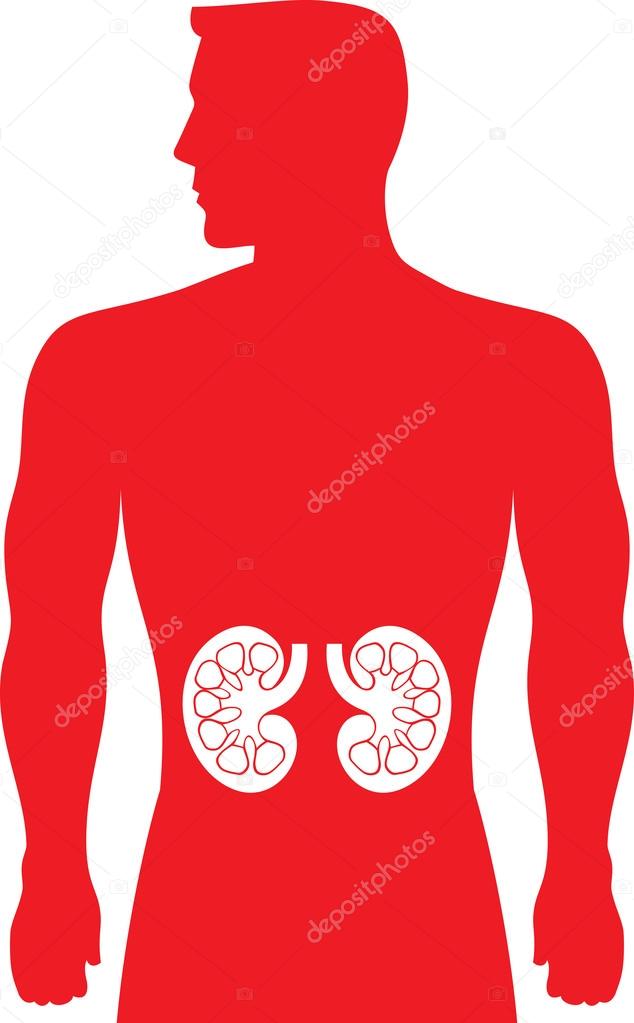 Man with kidney Stock Vector Image by ©Tribaliumivanka #28003319