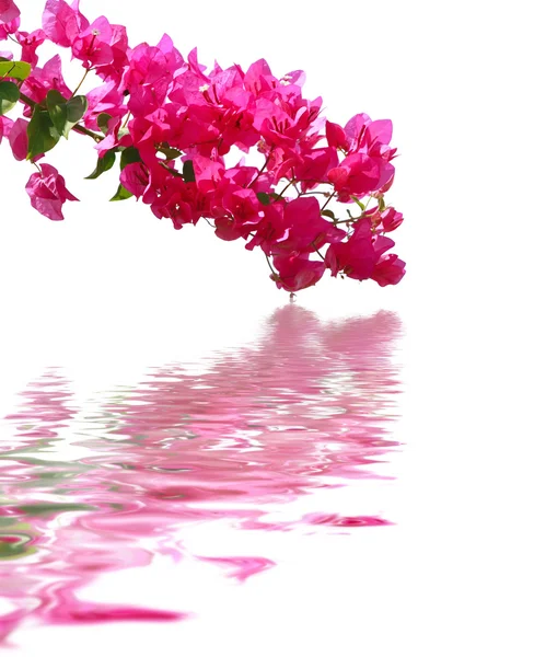 Flores simétricas Stock Photos, Royalty Free Flores simétricas Images ...